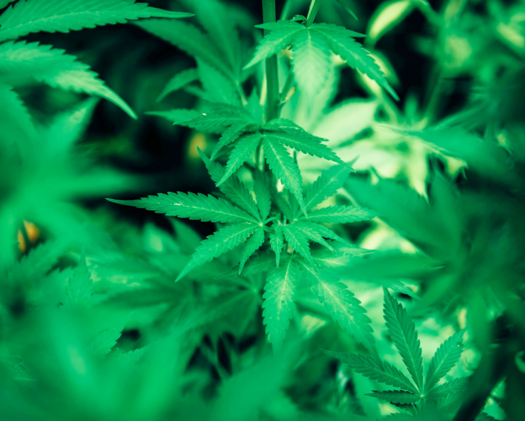 Raising Kids in a Cannabis World: What Parents Need to Know - Parents ...